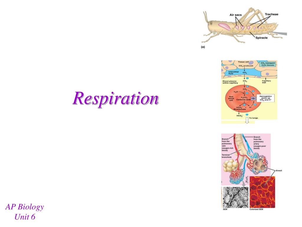 PPT - Respiration PowerPoint Presentation, free download - ID:1431538