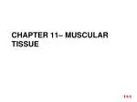 PPT - Chapter 11 The Muscular System PowerPoint Presentation, free ...