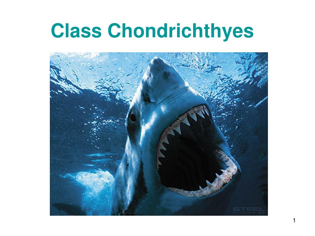 PPT - Class Chondrichthyes PowerPoint Presentation, free download - ID:1434642