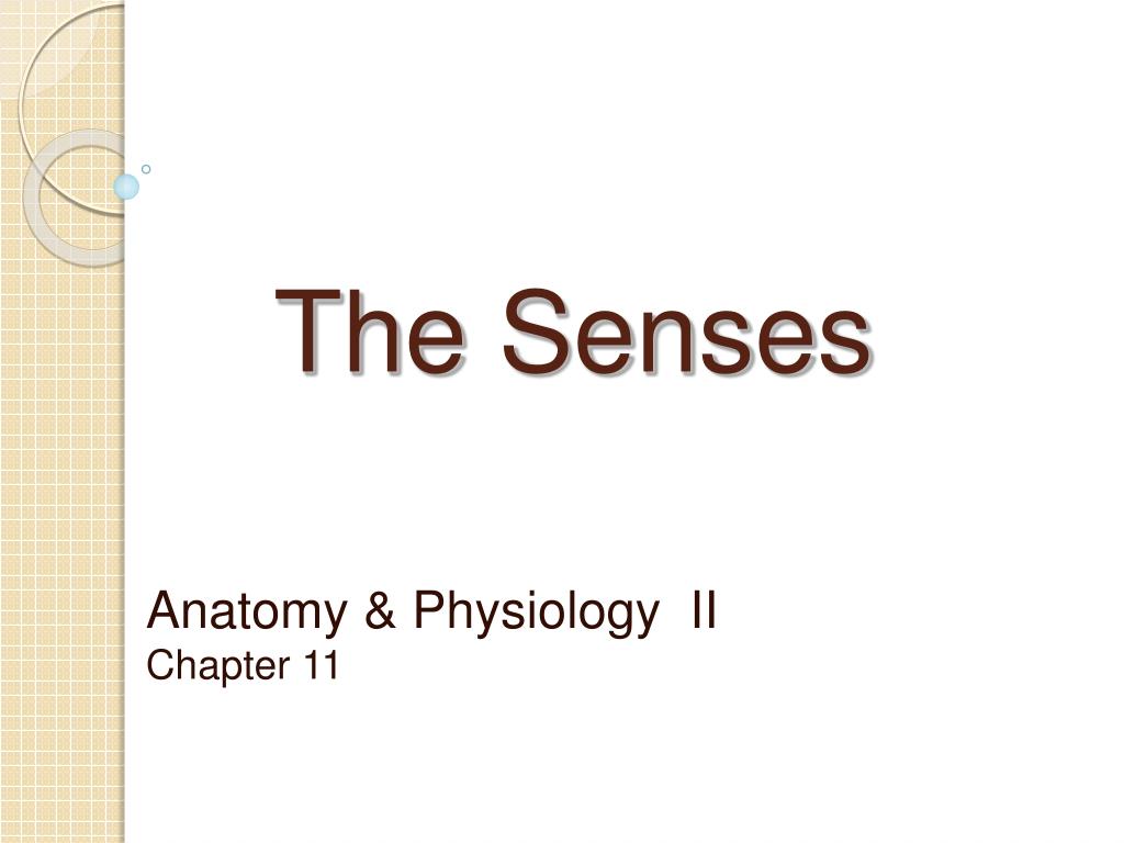 PPT - The Senses PowerPoint Presentation, free download - ID:1438120