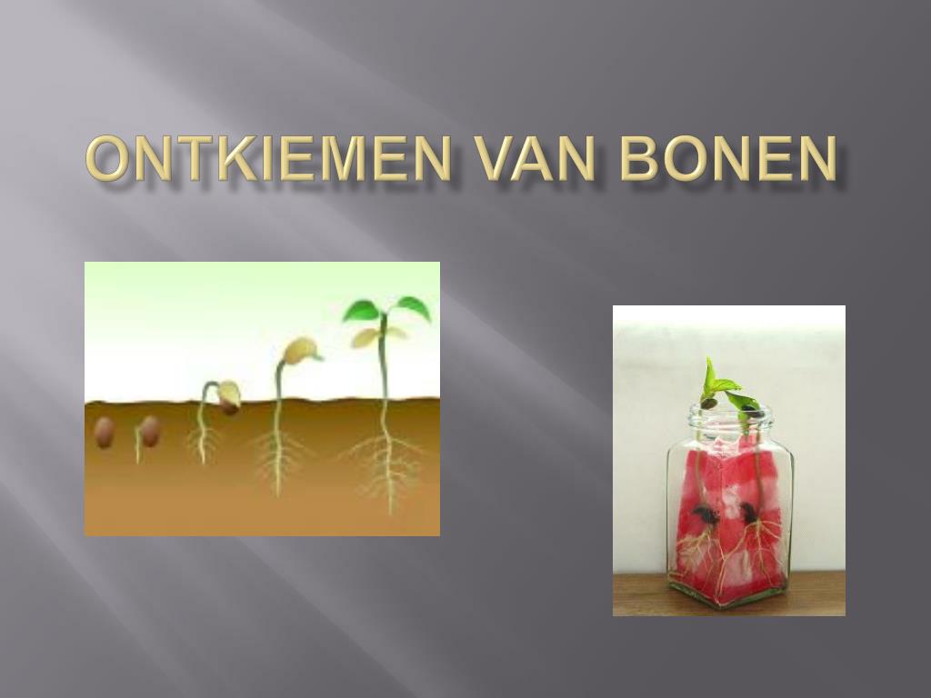 PPT - Ontkiemen van bonen PowerPoint Presentation, free download - ID ...