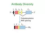 PPT - ANTIBODY PowerPoint Presentation, free download - ID:9575696