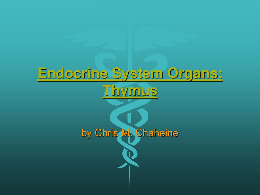 PPT - Endocrine System Organs: Thymus PowerPoint Presentation, free ...