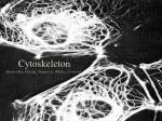 PPT - Cytoskeleton PowerPoint Presentation, free download - ID:2172733