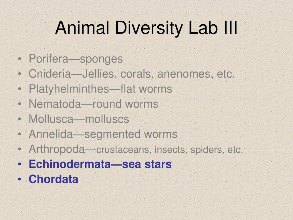 PPT - Animal Diversity Lab III PowerPoint Presentation, free download ...