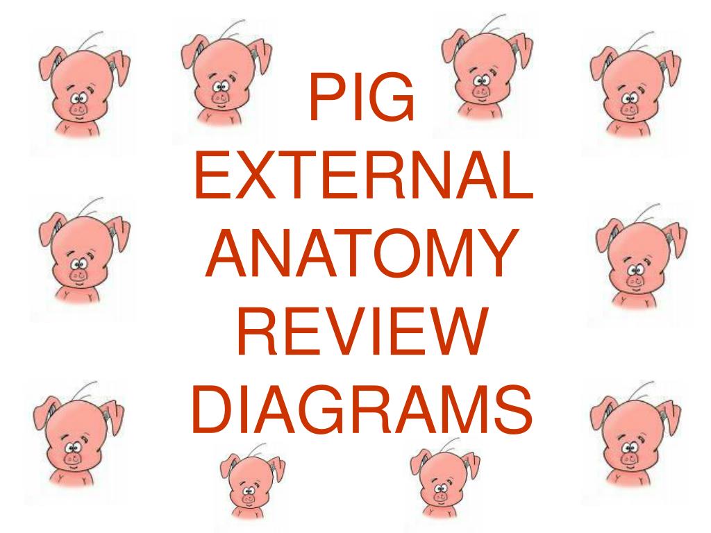 PPT - PIG EXTERNAL ANATOMY REVIEW DIAGRAMS PowerPoint Presentation ...