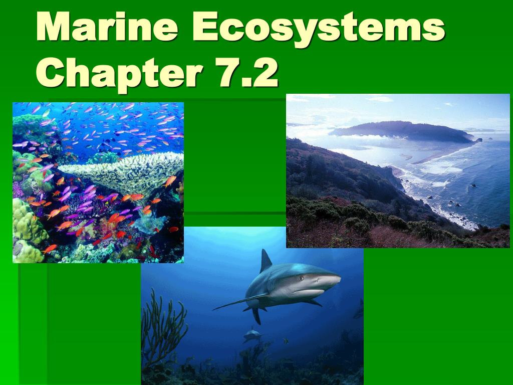 PPT - Marine Ecosystems Chapter 7.2 PowerPoint Presentation, free ...