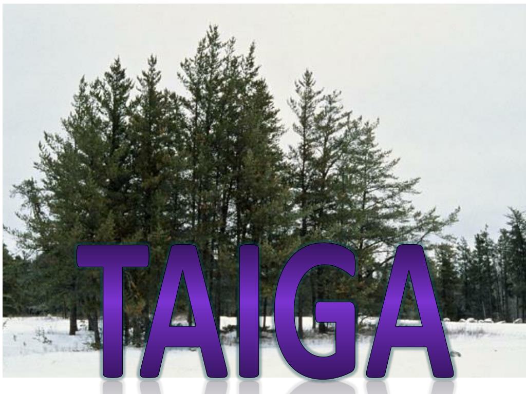 PPT - Taiga PowerPoint Presentation, free download - ID:1447508