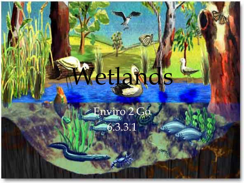 PPT - Understanding Wetlands: Characteristics, Types, Functions, and ...