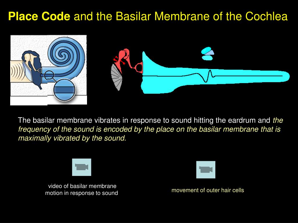 PPT - Place Code and the Basilar Membrane of the Cochlea PowerPoint ...