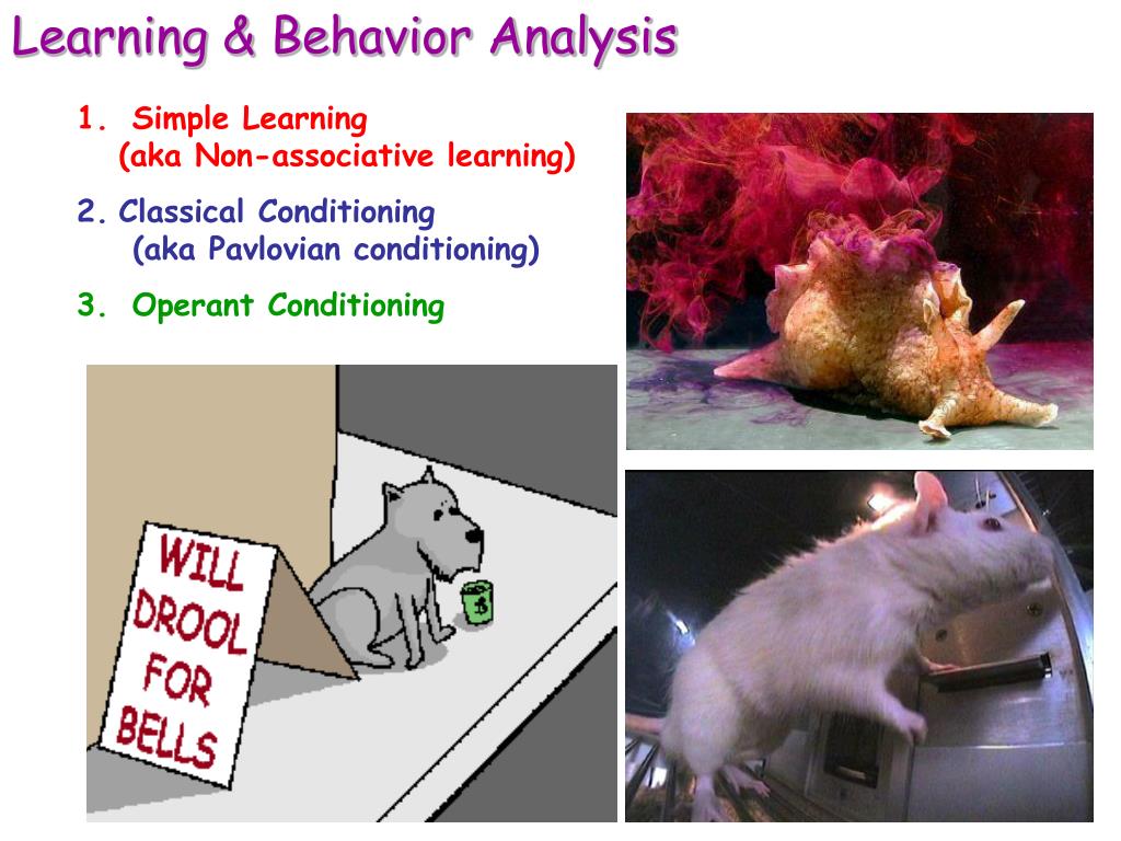 PPT - Learning & Behavior Analysis PowerPoint Presentation, free ...