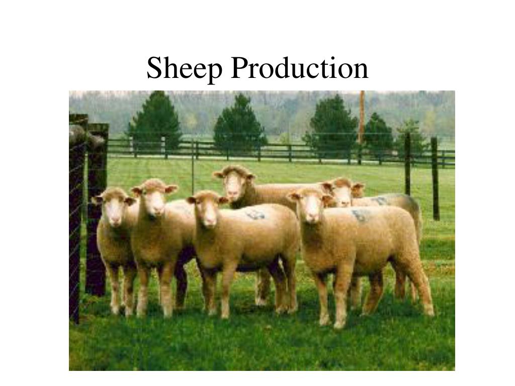 PPT - Sheep Production PowerPoint Presentation, free download - ID:1451580