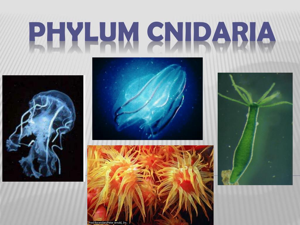 PPT - Phylum Cnidaria PowerPoint Presentation, free download - ID:1451824