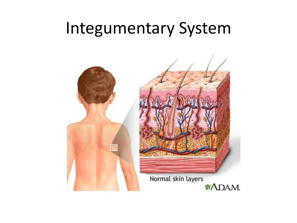 PPT - Integumentary System PowerPoint Presentation, free download - ID ...