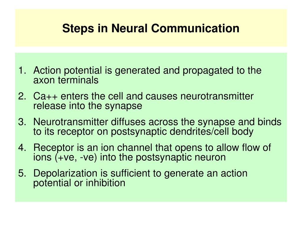 PPT - Steps in Neural Communication PowerPoint Presentation, free ...