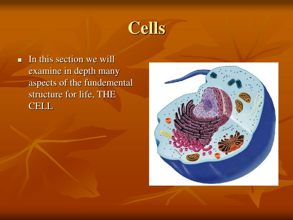 PPT - Exploring the Fundamental Structure of Life: The Cell PowerPoint ...
