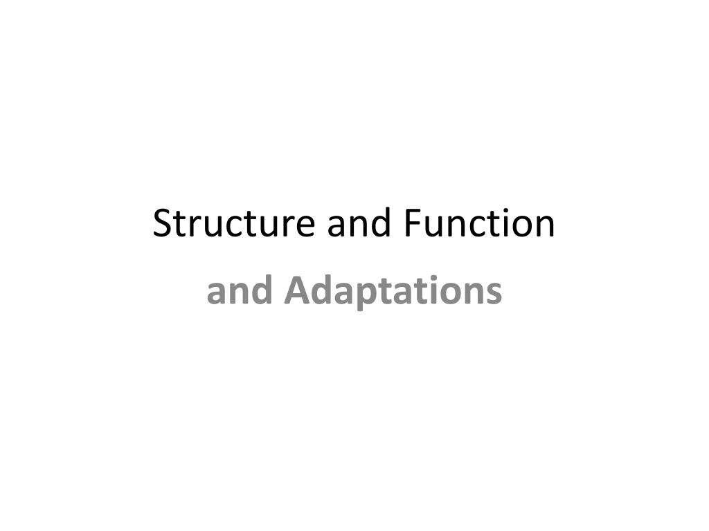 PPT - Structure and Function PowerPoint Presentation, free download ...