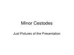 PPT - MINOR KEITH PowerPoint Presentation, free download - ID:1936377