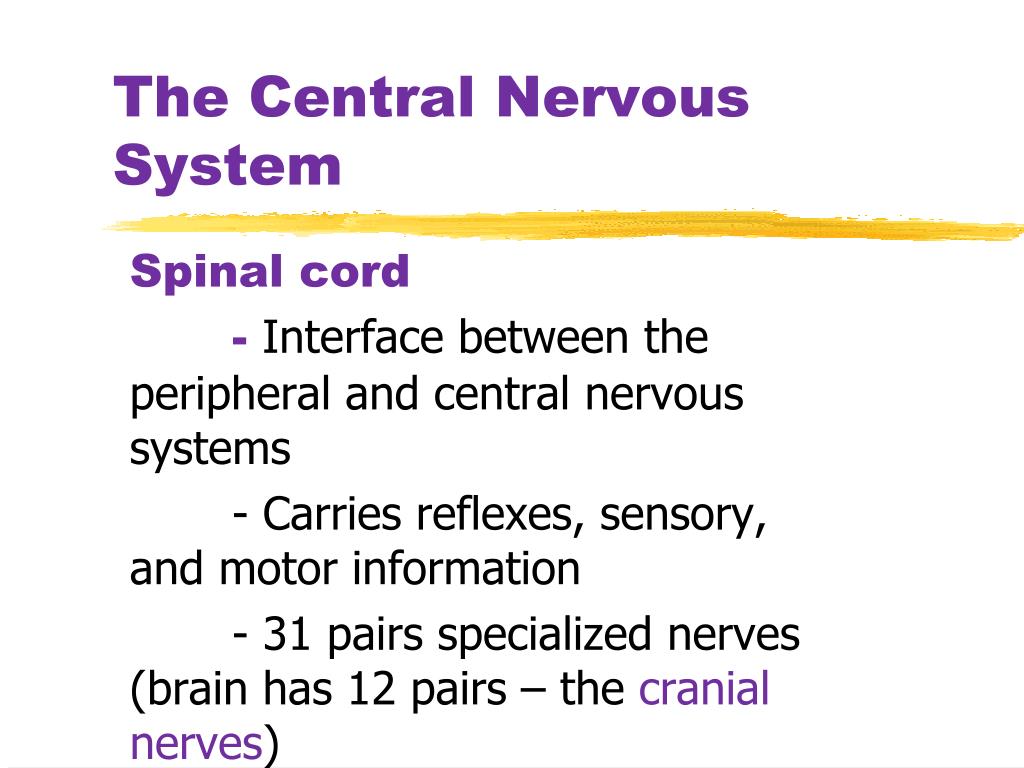 PPT - The Central Nervous System PowerPoint Presentation, free download ...