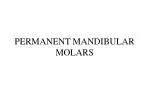 PPT - Molars PowerPoint Presentation, free download - ID:4524183