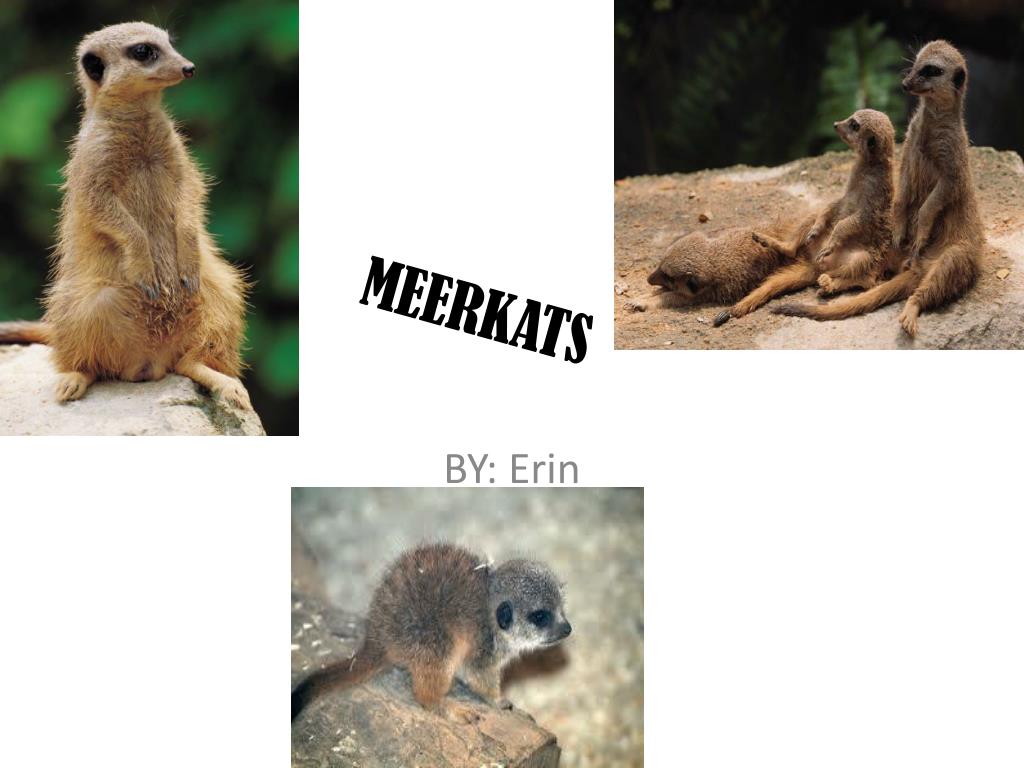 PPT - MEERKATS PowerPoint Presentation, free download - ID:1460592
