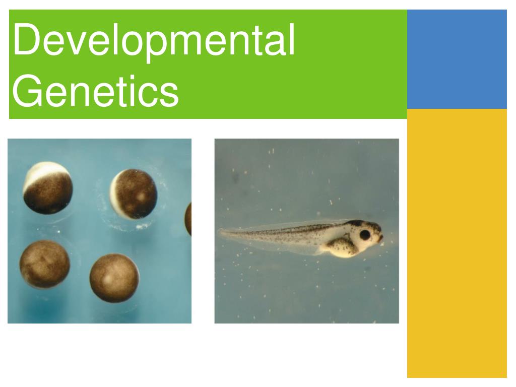 PPT - Developmental Genetics PowerPoint Presentation, free download ...