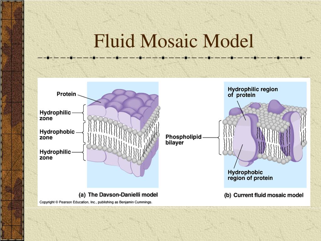 PPT - Fluid Mosaic Model PowerPoint Presentation, free download - ID ...