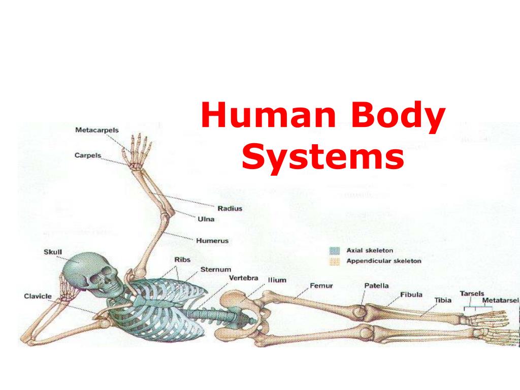 PPT - Human Body Systems PowerPoint Presentation, free download - ID ...