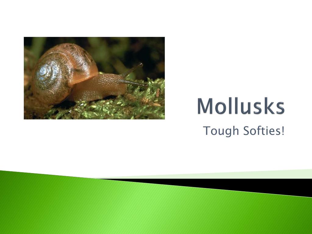 PPT - Mollusks PowerPoint Presentation, free download - ID:1463540