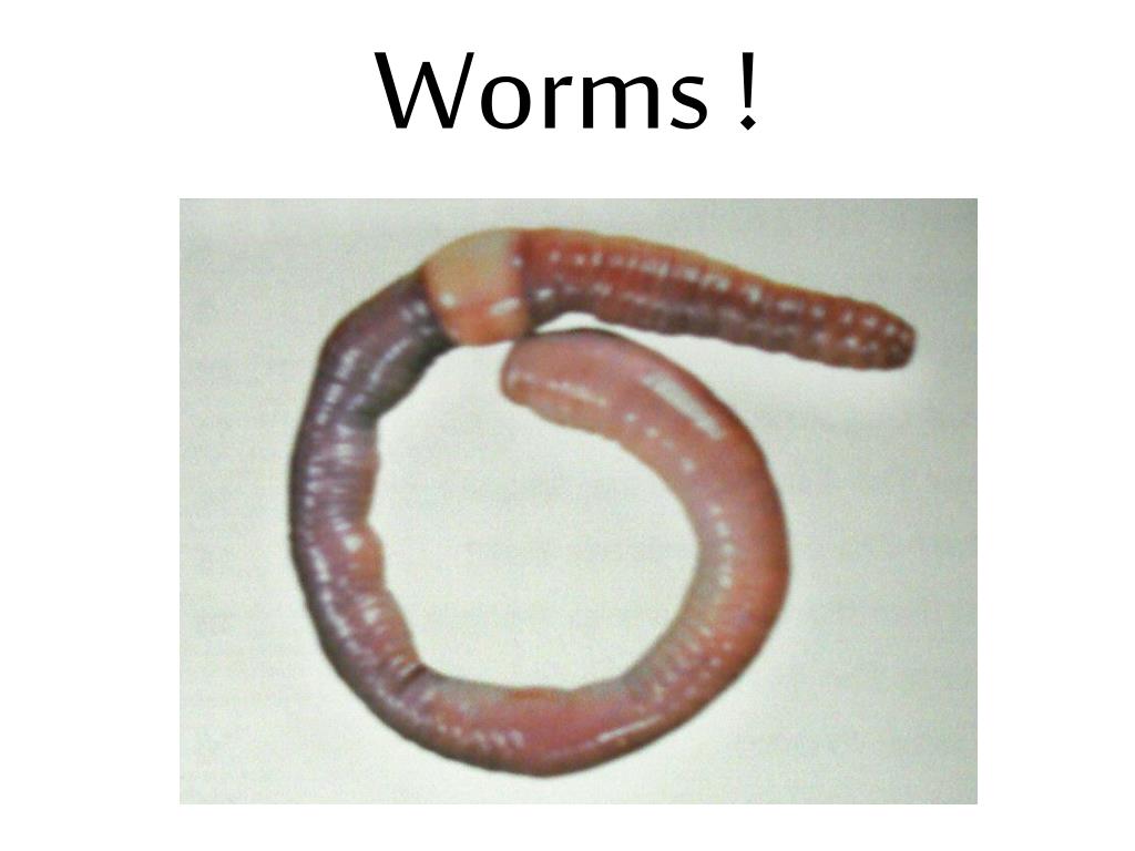 PPT - Worms ! PowerPoint Presentation, free download - ID:1463843