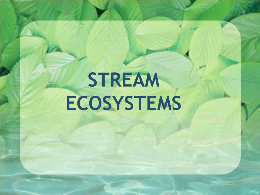 PPT - STREAM ECOSYSTEMS PowerPoint Presentation, free download - ID:1464267