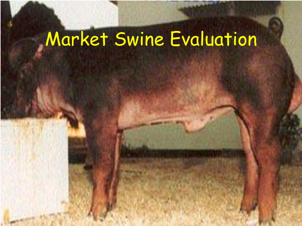 PPT - Mastering Swine Evaluation and Market Hog Traits PowerPoint ...