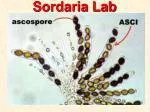 PPT - Sordaria fimicola Cross plate PowerPoint Presentation, free ...