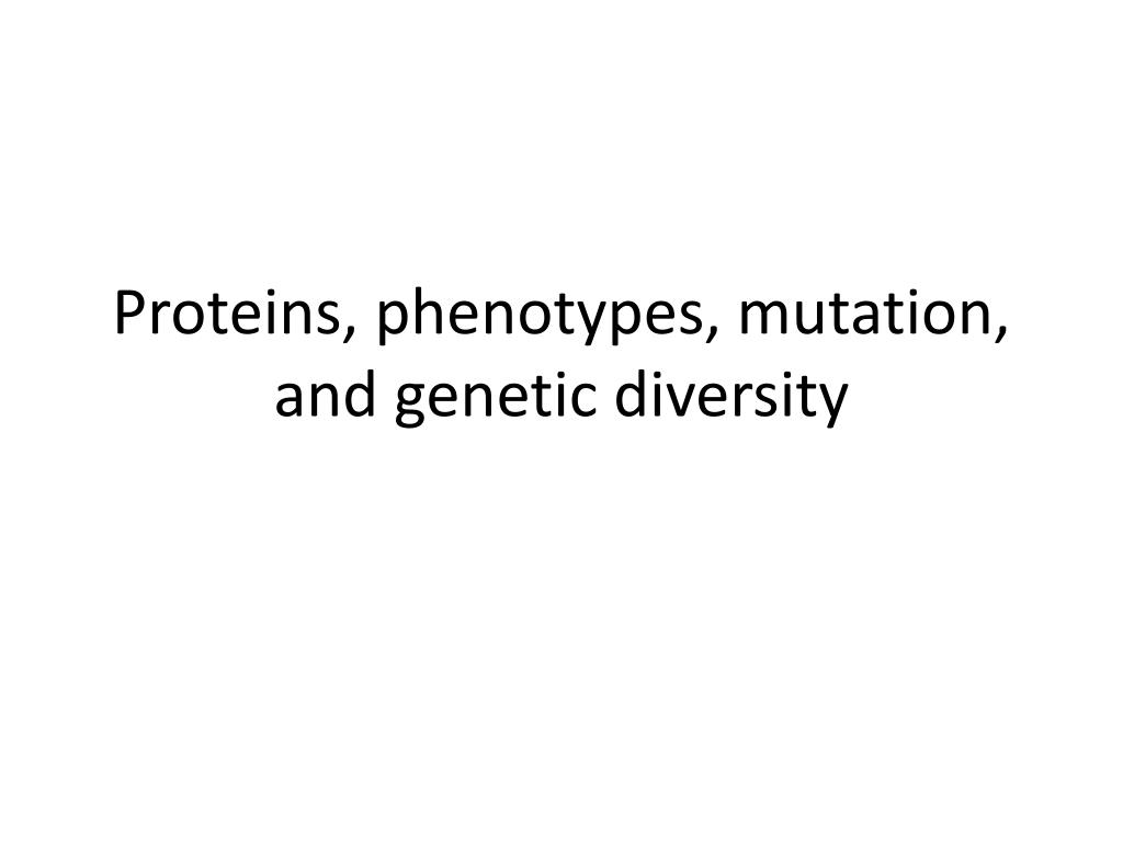 PPT - Proteins, phenotypes, mutation, and genetic diversity PowerPoint ...