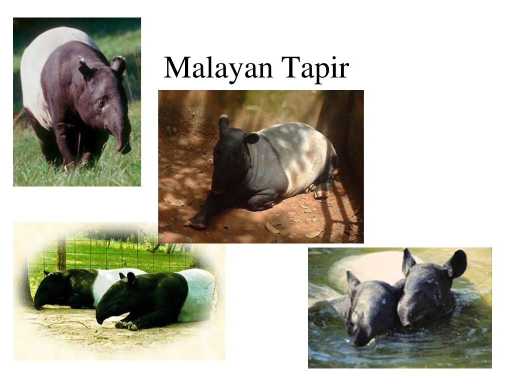 PPT - Malayan Tapir PowerPoint Presentation, free download - ID:1468000