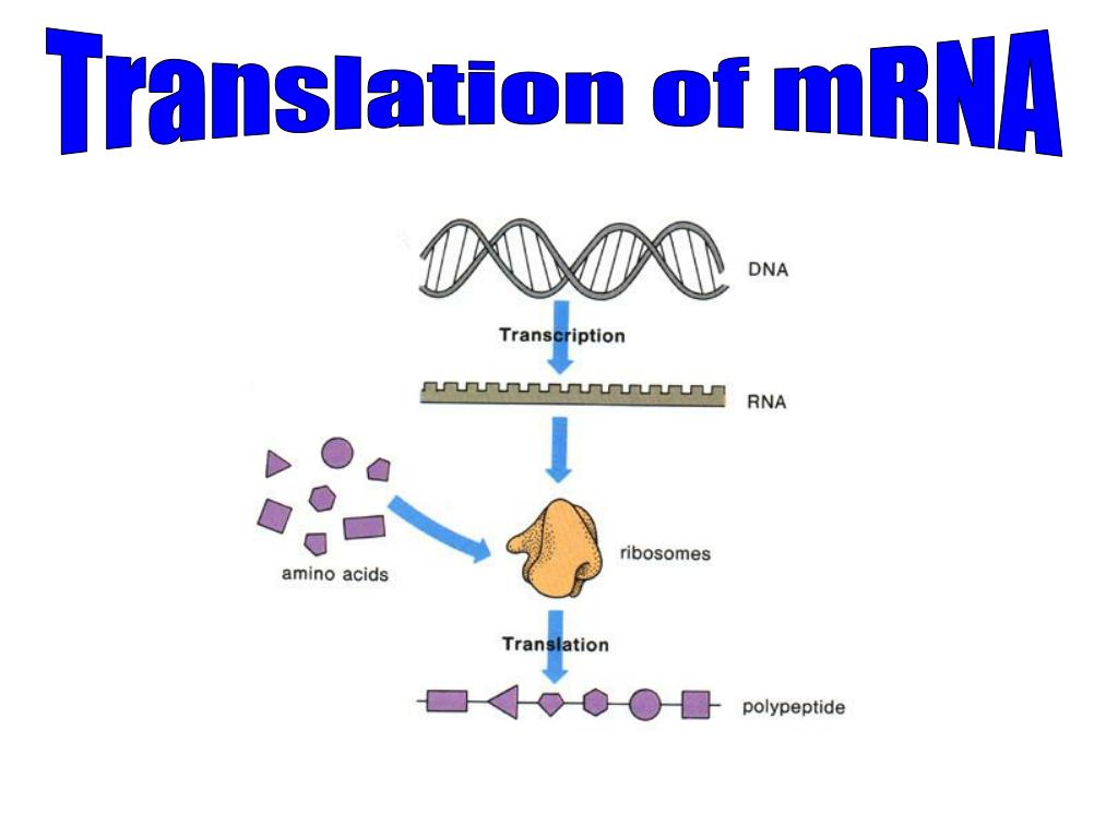 PPT - Decoding mRNA: Building Proteins from Amino Acids PowerPoint ...