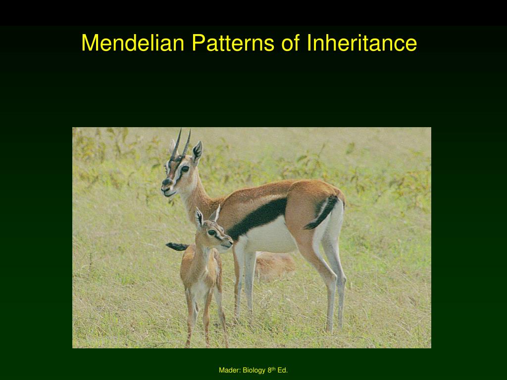 PPT - Mendelian Patterns of Inheritance PowerPoint Presentation, free ...