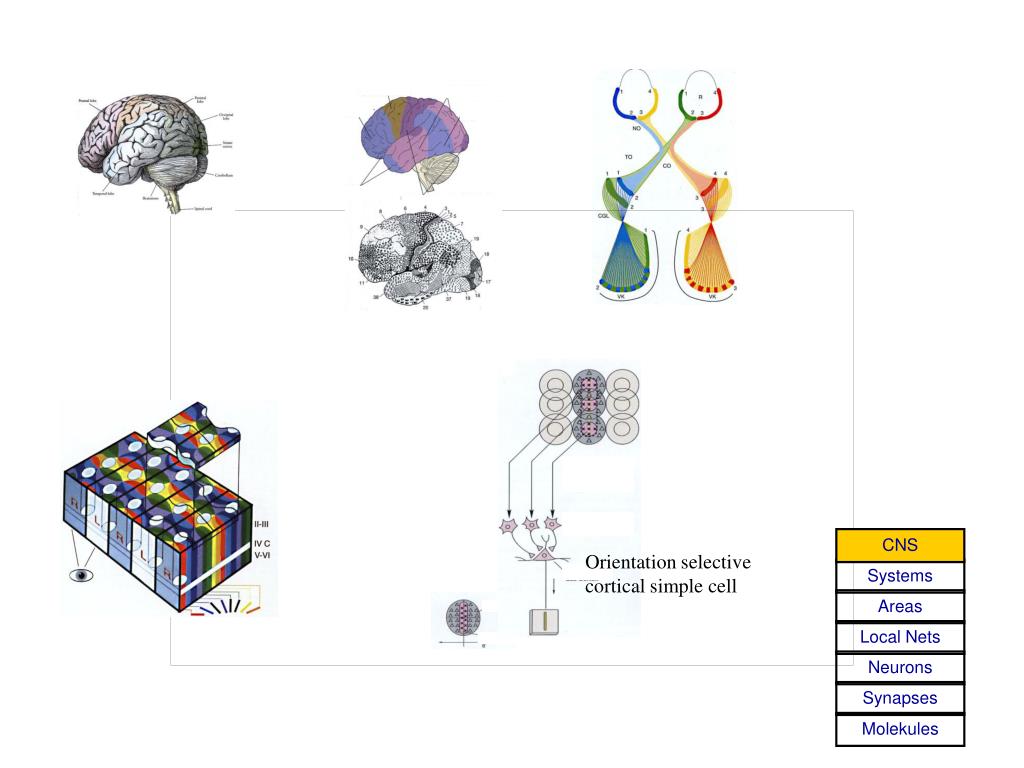 PPT - Cortex: PowerPoint Presentation, free download - ID:1480026