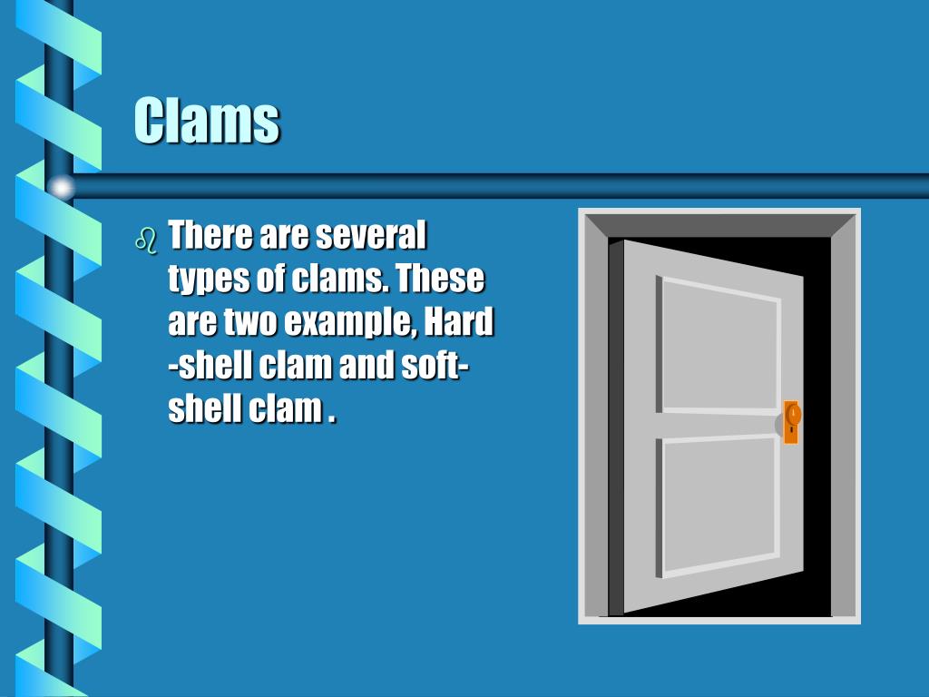 PPT - Clams PowerPoint Presentation, free download - ID:1480126