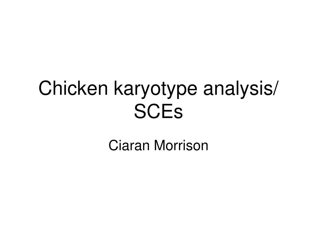 PPT - Chicken karyotype analysis/ SCEs PowerPoint Presentation, free ...