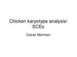 PPT - Karyotype PowerPoint Presentation, free download - ID:772353