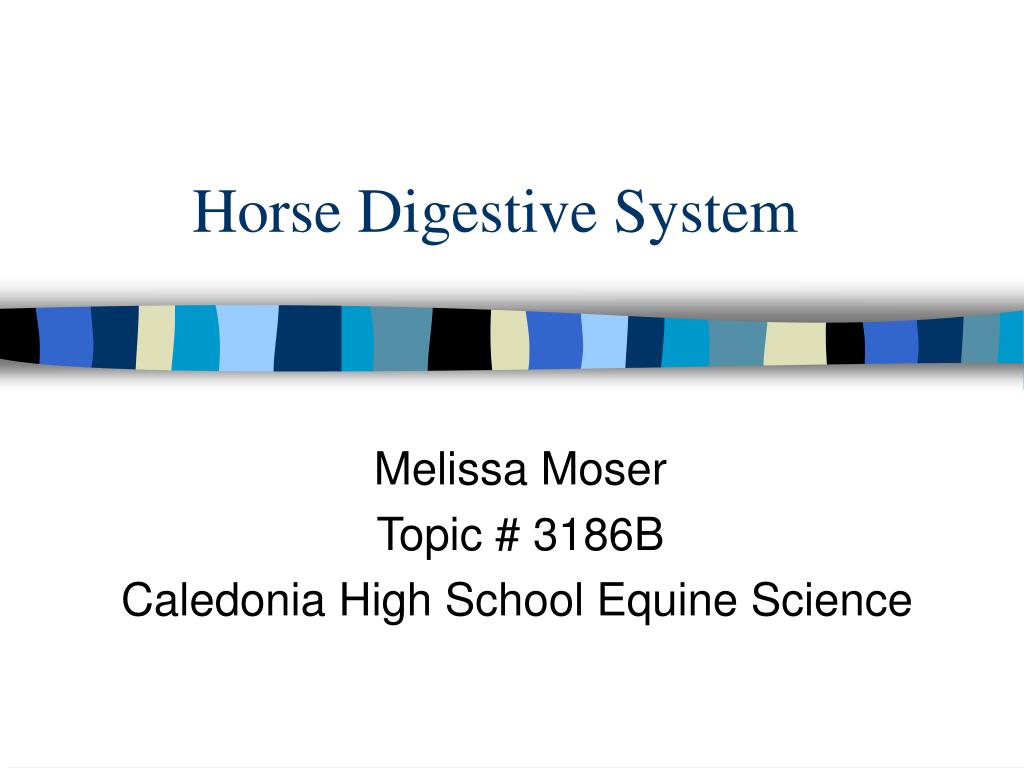 PPT - Horse Digestive System PowerPoint Presentation, free download ...