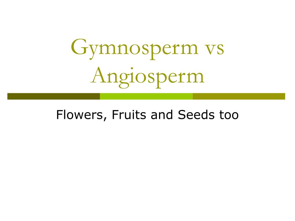 PPT - Gymnosperm vs Angiosperm PowerPoint Presentation, free download - ID:1484345