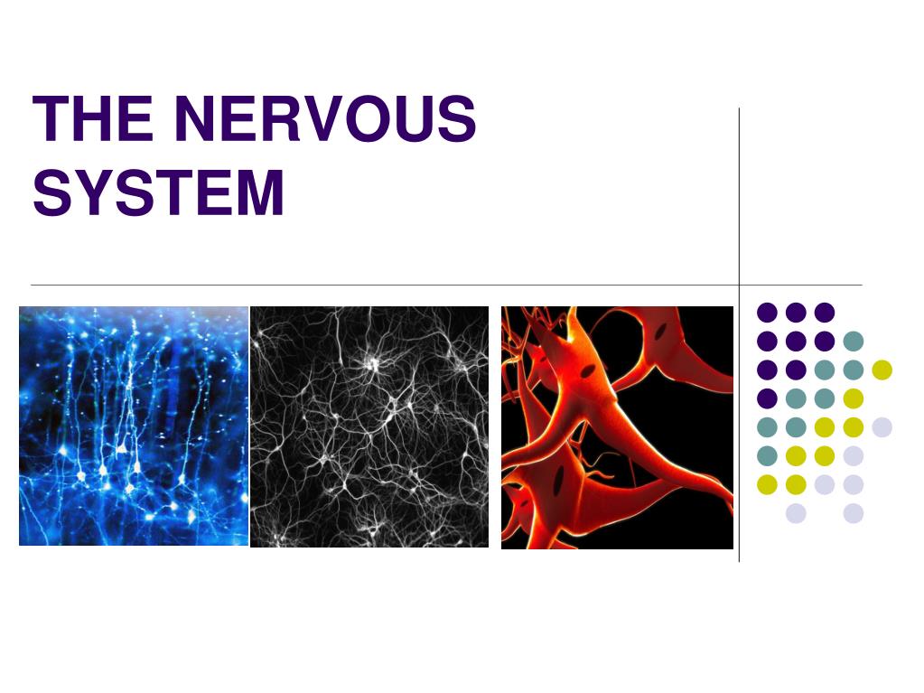 PPT - THE NERVOUS SYSTEM PowerPoint Presentation, free download - ID ...
