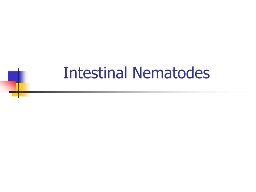 PPT - Intestinal Nematodes PowerPoint Presentation, free download - ID ...