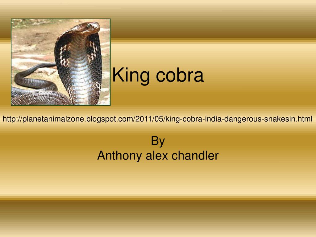 PPT - King cobra PowerPoint Presentation, free download - ID:1487391