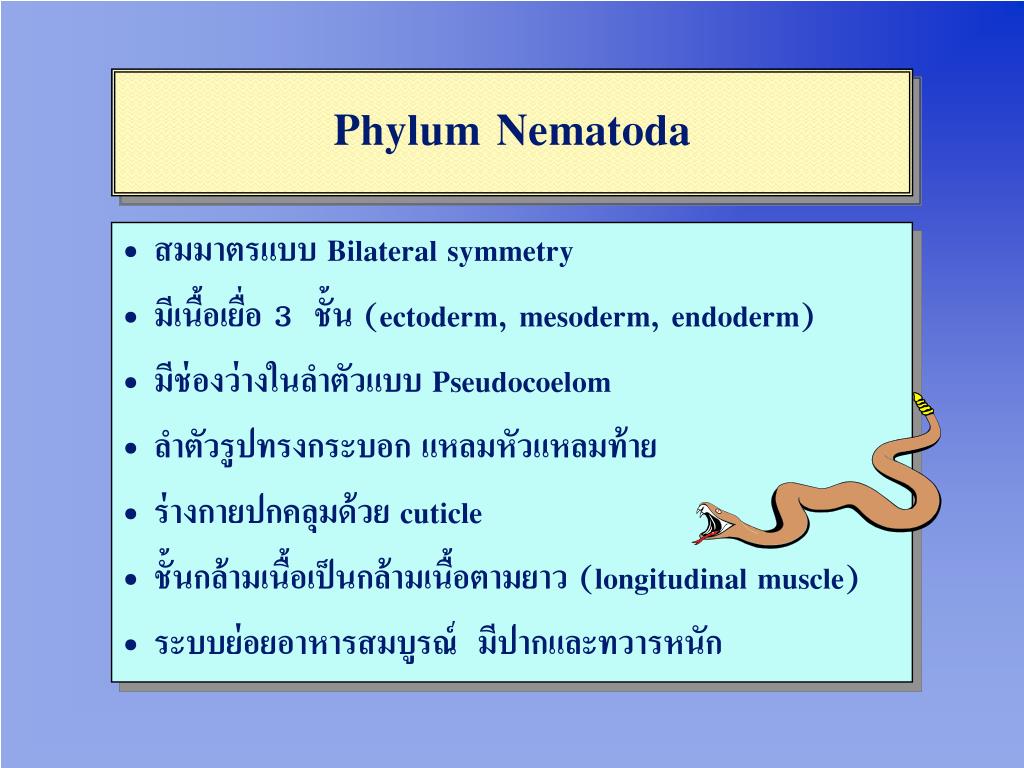 PPT - Phylum Nematoda PowerPoint Presentation, free download - ID:1487445