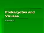 PPT - Chapter 20: Viruses and Prokaryotes PowerPoint Presentation, free ...