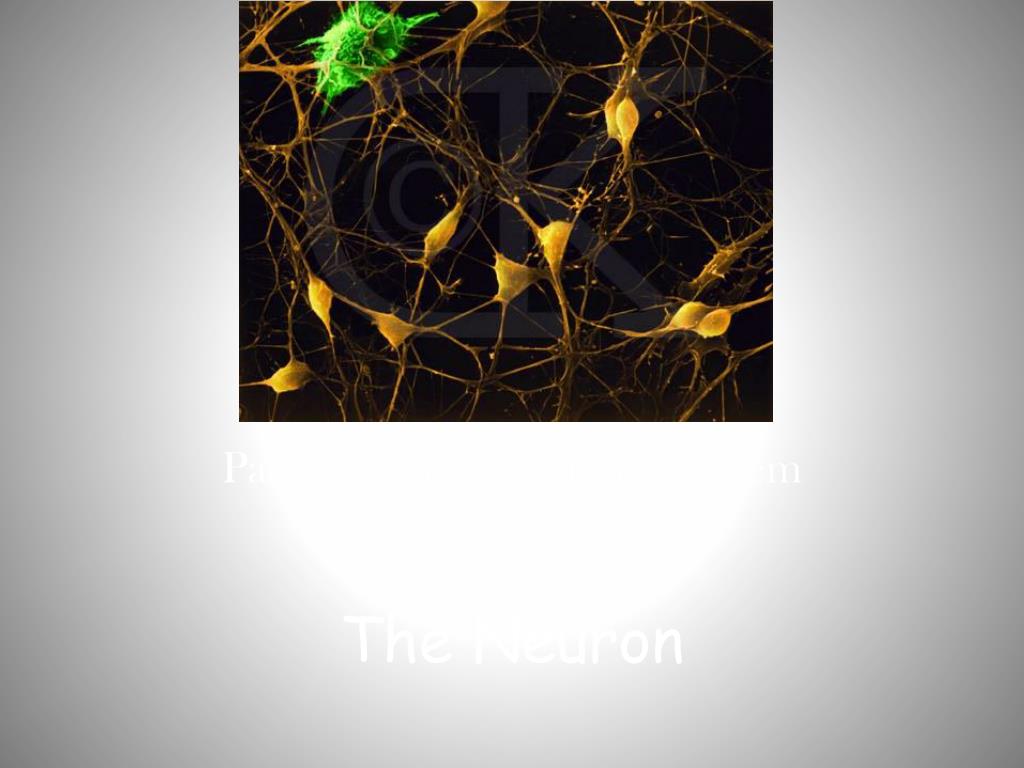 PPT - Neuron Pathways: Nervous System Essentials PowerPoint ...