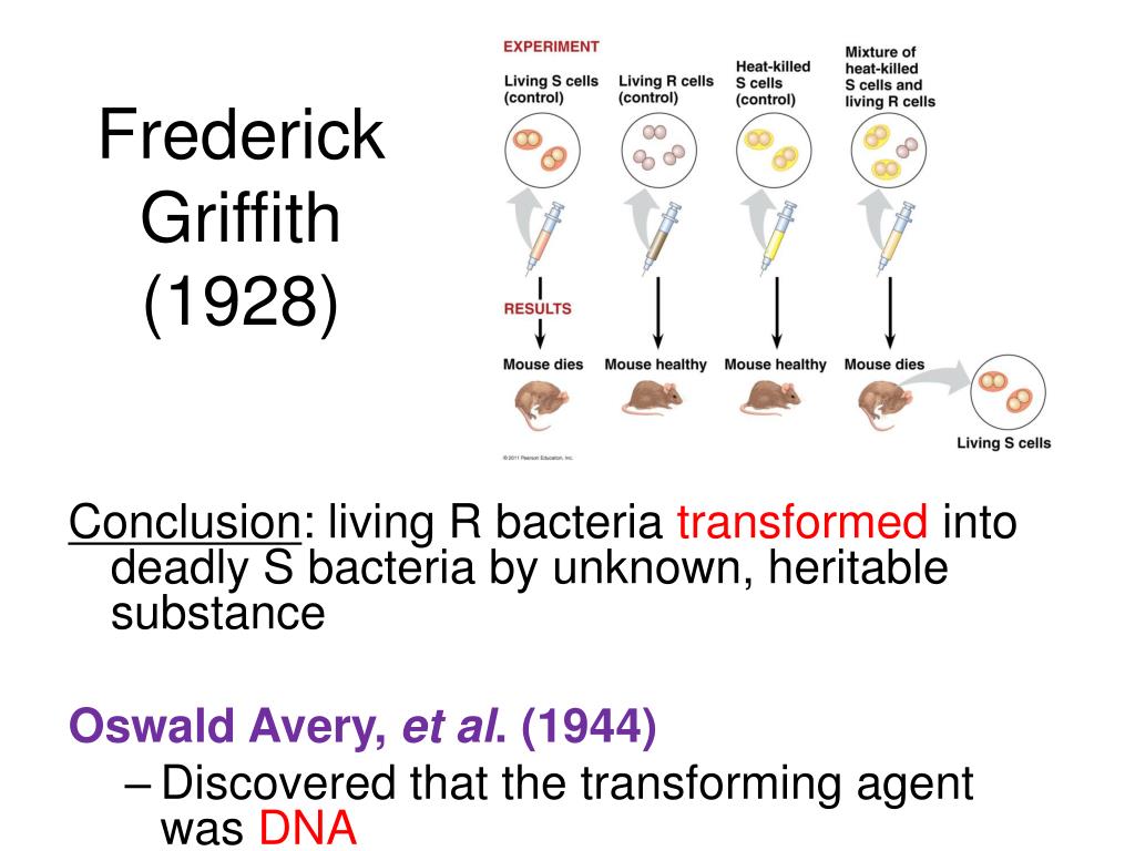 PPT - Unraveling the Mystery of DNA: From Transformation to Replication ...